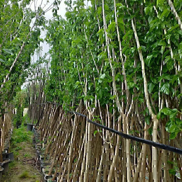 درخت توت کاکوزا | نهالستان باغینو ، بزرگترین فروشگاه فروش درخت میوه ...